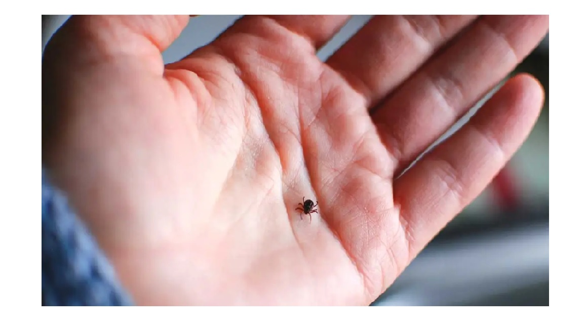 rl33 | Inquisitive Quest